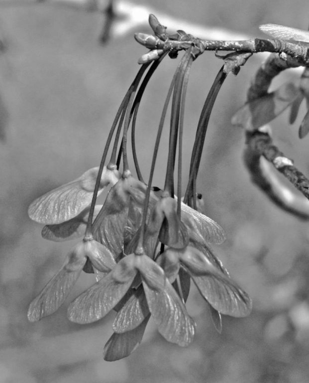 Red Maple - Gazette Journal