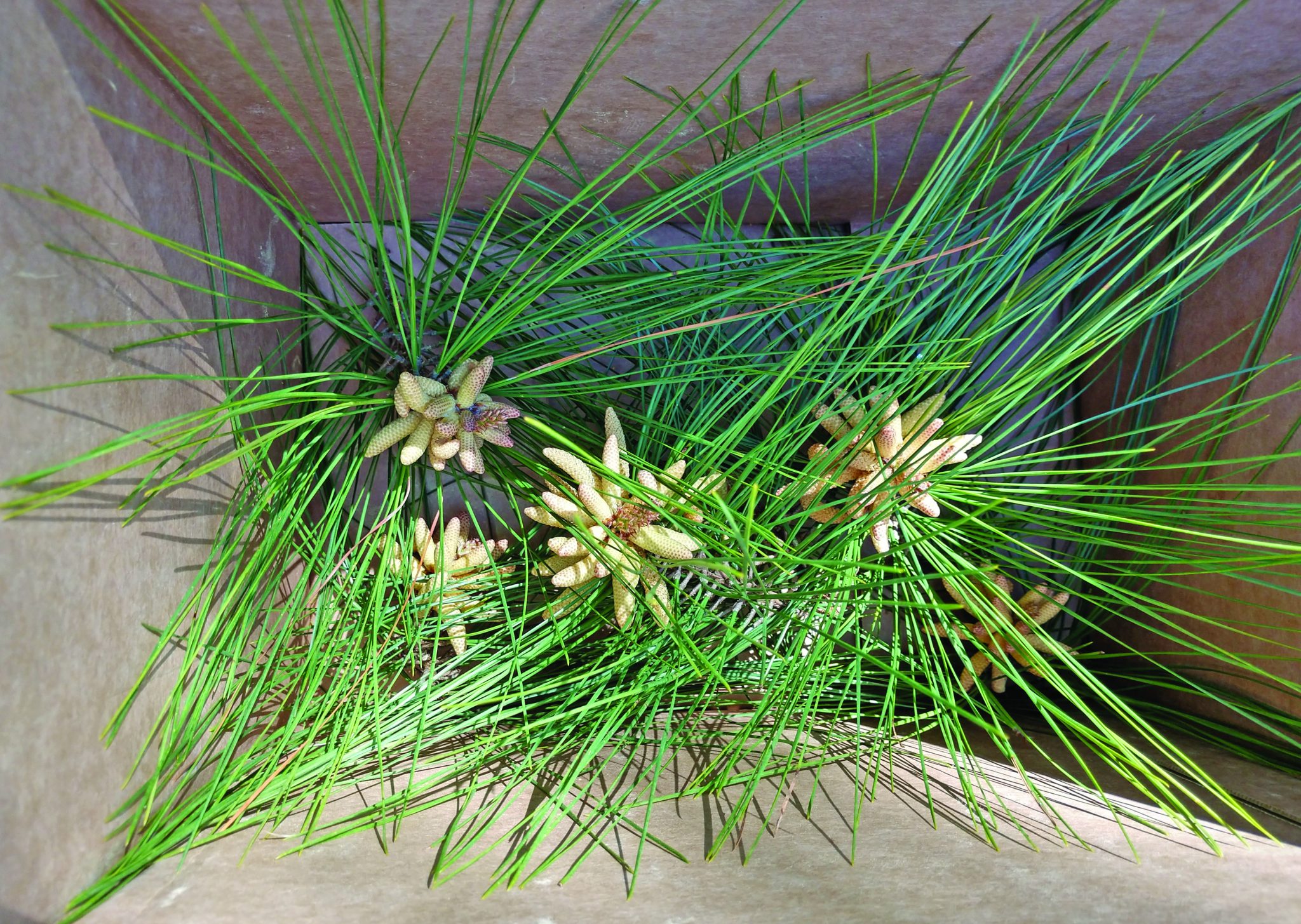 Making a meal of pine: If pollen is your enemy, skip this article ...
