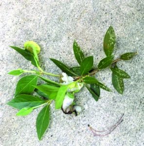 Azalea leaf and flower gall - Gazette Journal