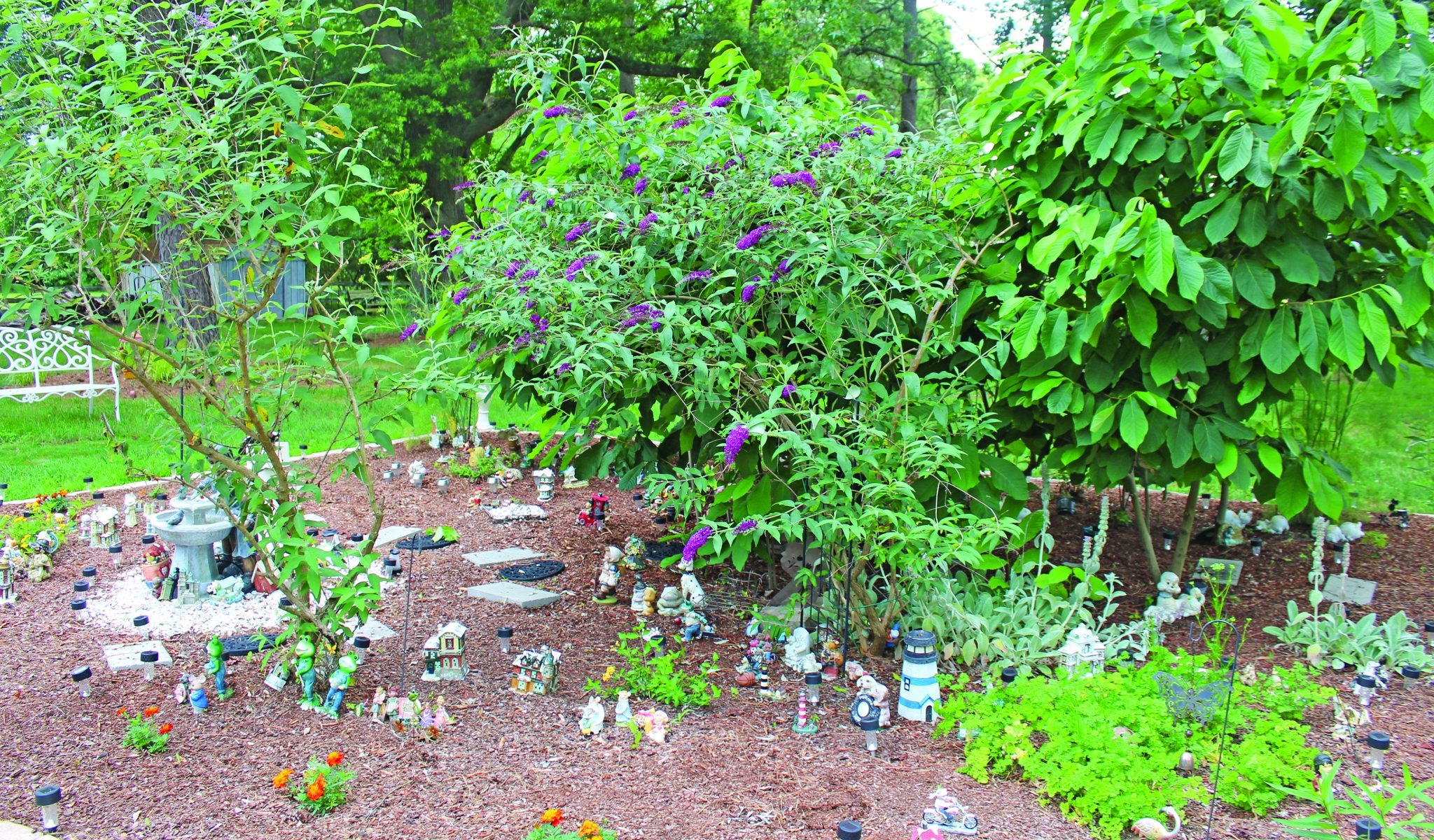 Gloucester resident creates butterfly sanctuary in backyard - Gazette ...