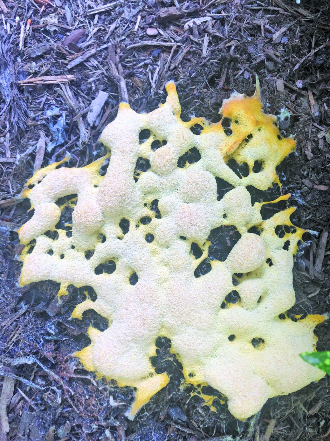 The return of ‘The Blob’ - Gazette Journal