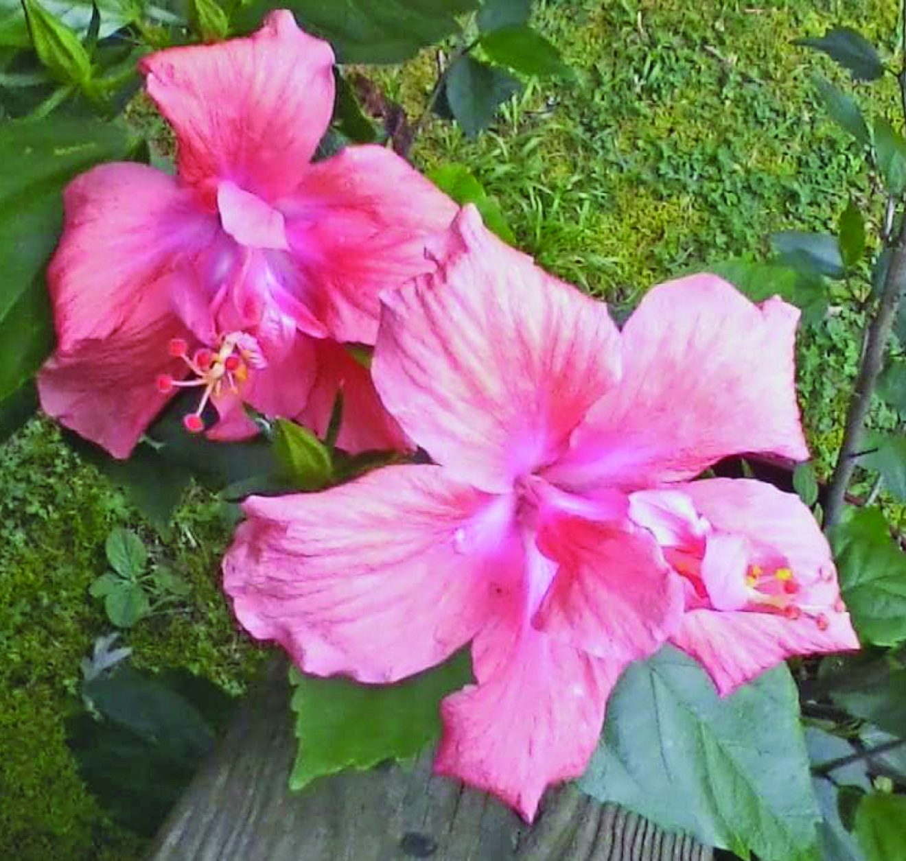 Bright and bold – Gazette Journal