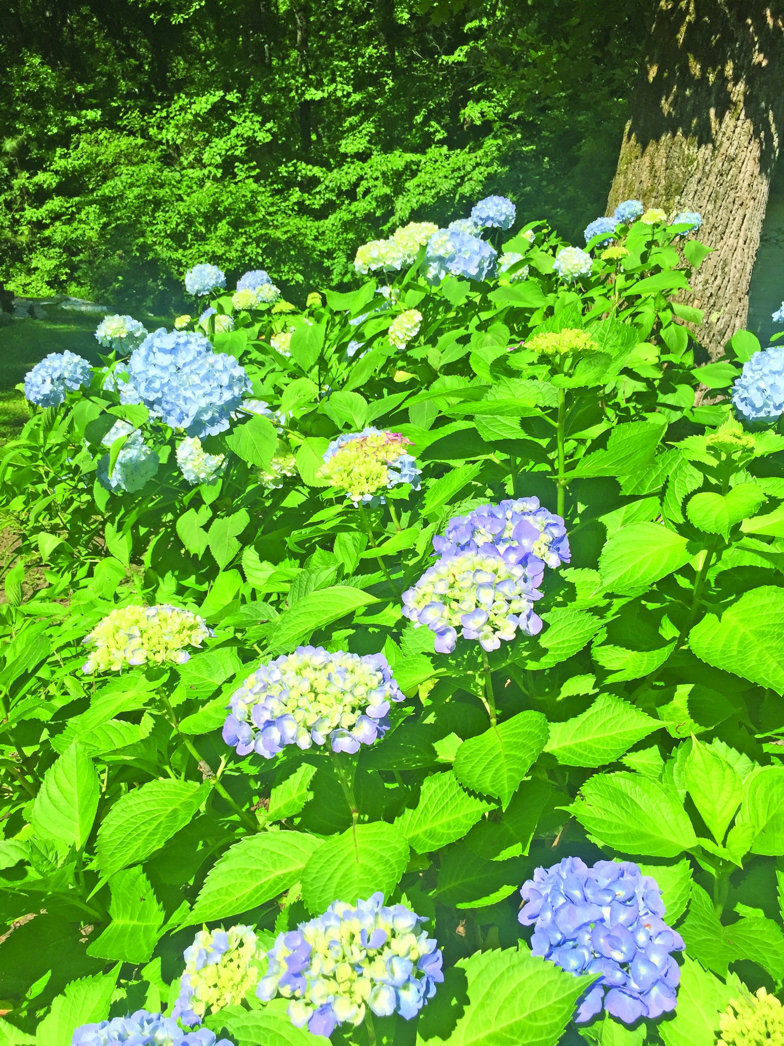 Bright and bold – Gazette Journal