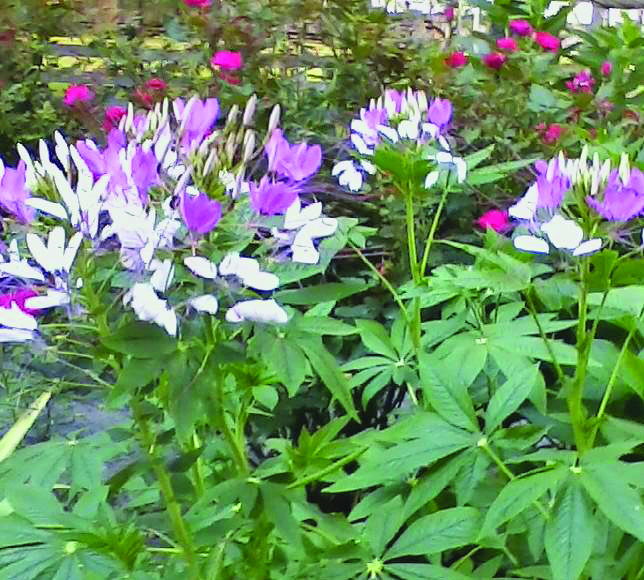 So pretty... - Gazette Journal