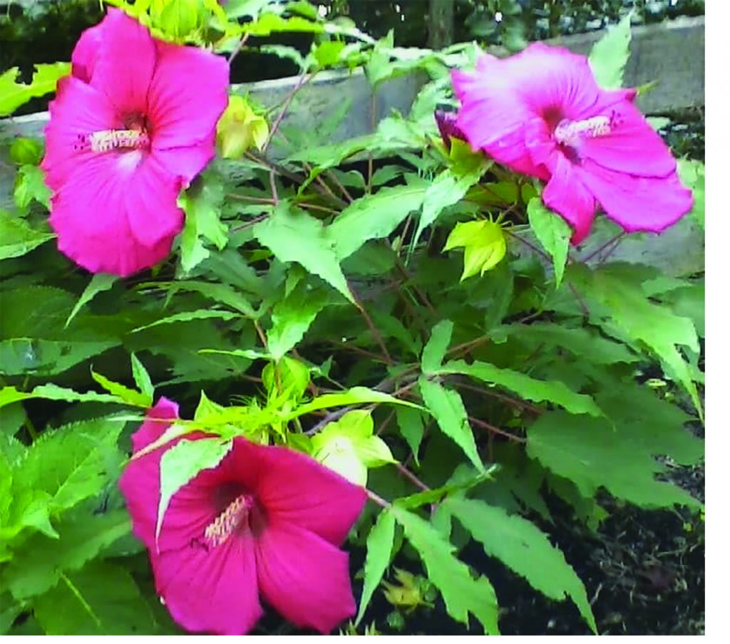 For the record - Gazette Journal