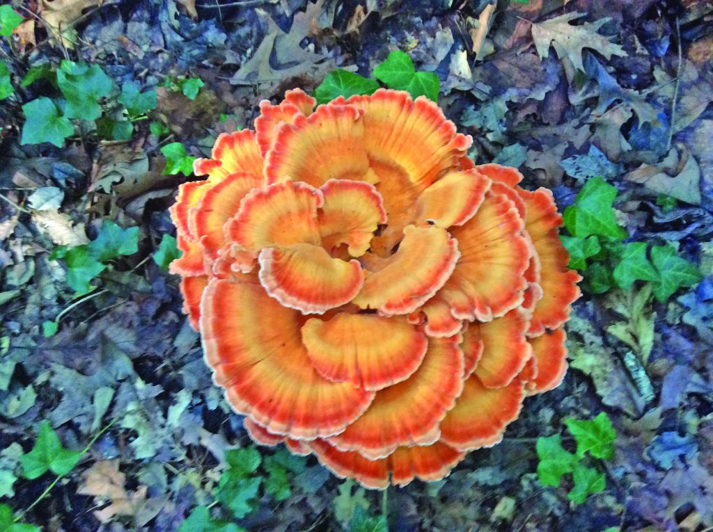 Flowers and fungi! - Gazette Journal