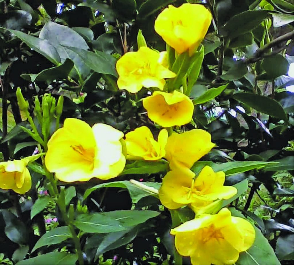 Another month of blooms has begun! - Gazette Journal