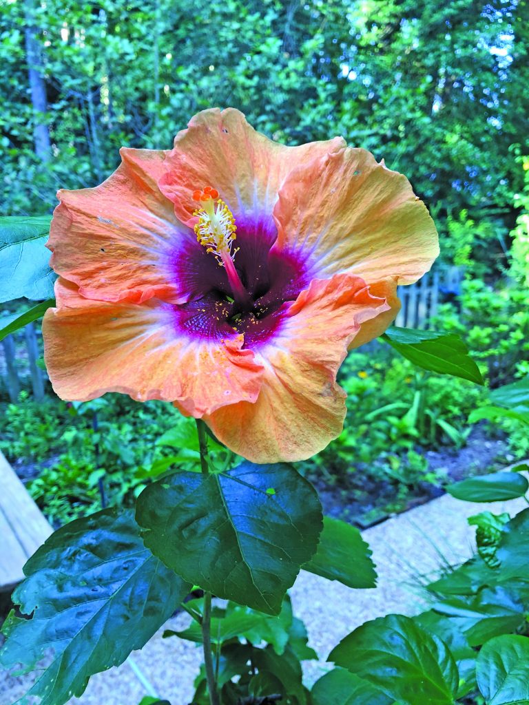 Another month of blooms has begun! - Gazette Journal