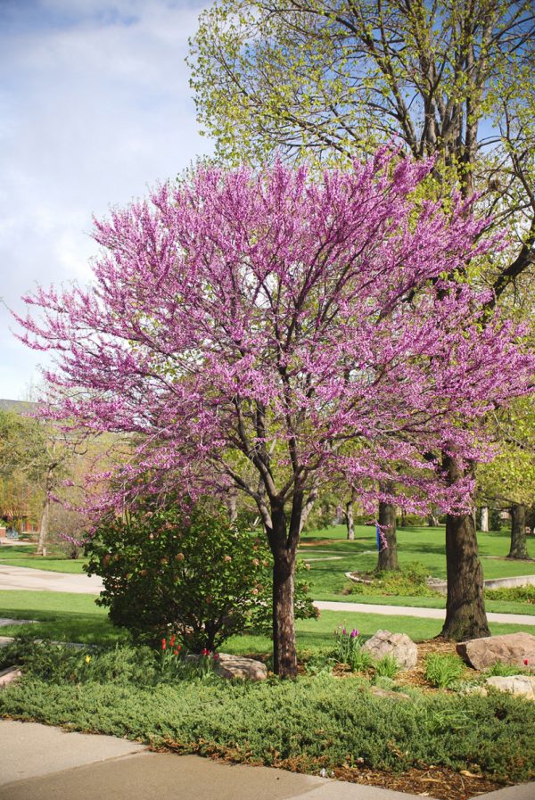 Free redbud tree seedlings available locally - Gazette Journal