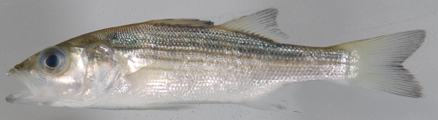 Surveys find mixed spawning success for striped bass this year in ...