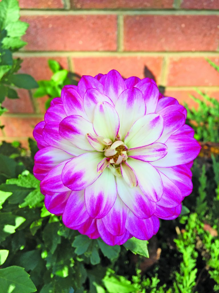 Still blooming - Gazette Journal