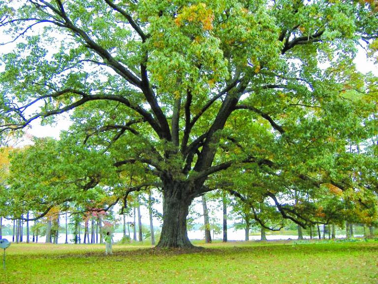 Cherrybark oak - Gazette Journal