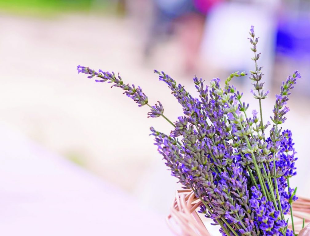 Fields of lavender are growing in Harcum - Gazette Journal