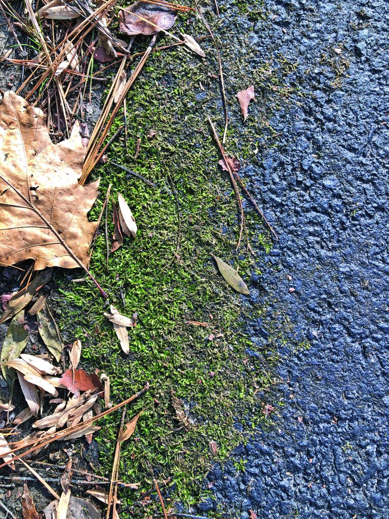 Sidewalk crack mosses - Gazette Journal