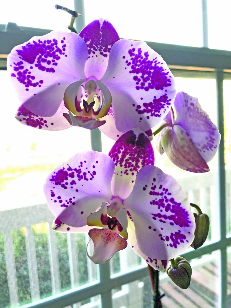 Indoors and out... - Gazette Journal