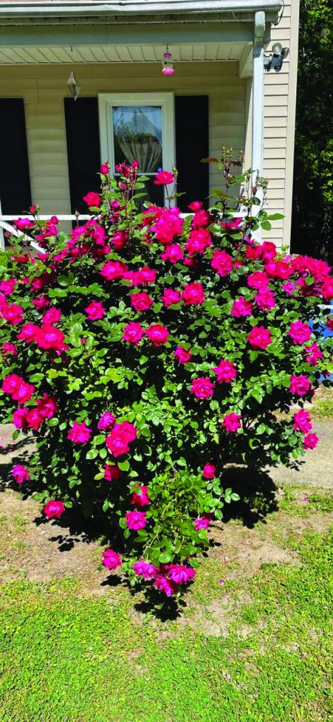 Colorama - Gazette Journal