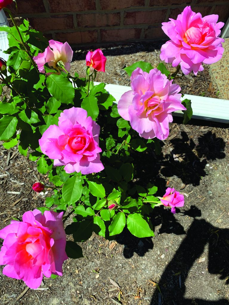 Colorama - Gazette Journal