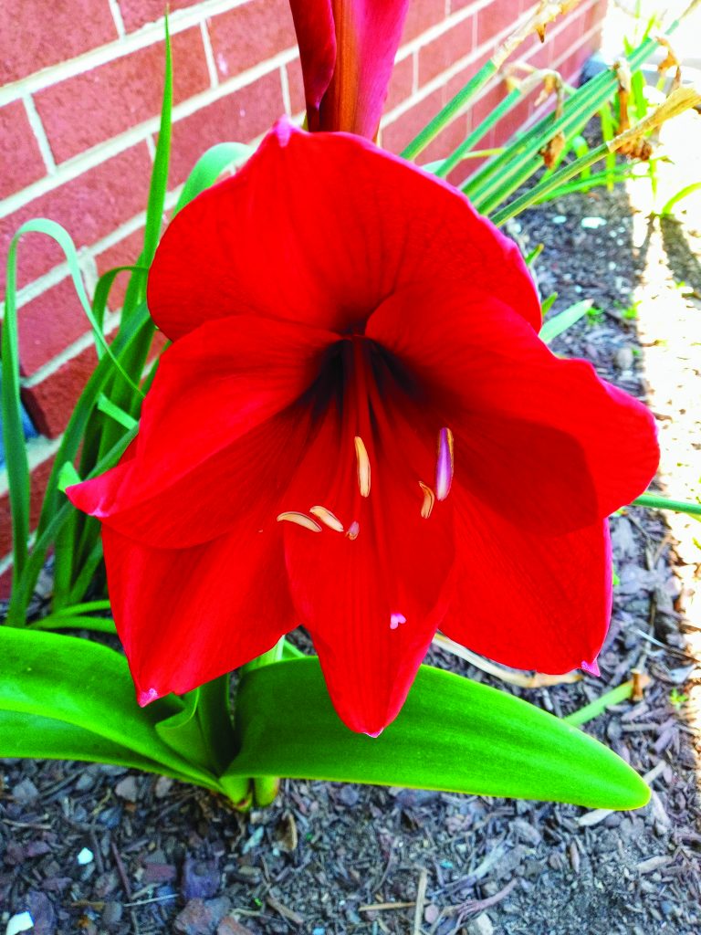 Colorama - Gazette Journal