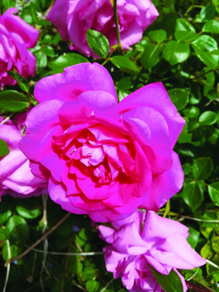 Colorama - Gazette Journal