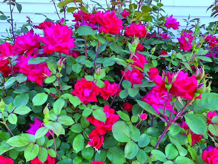 Unending - Gazette Journal