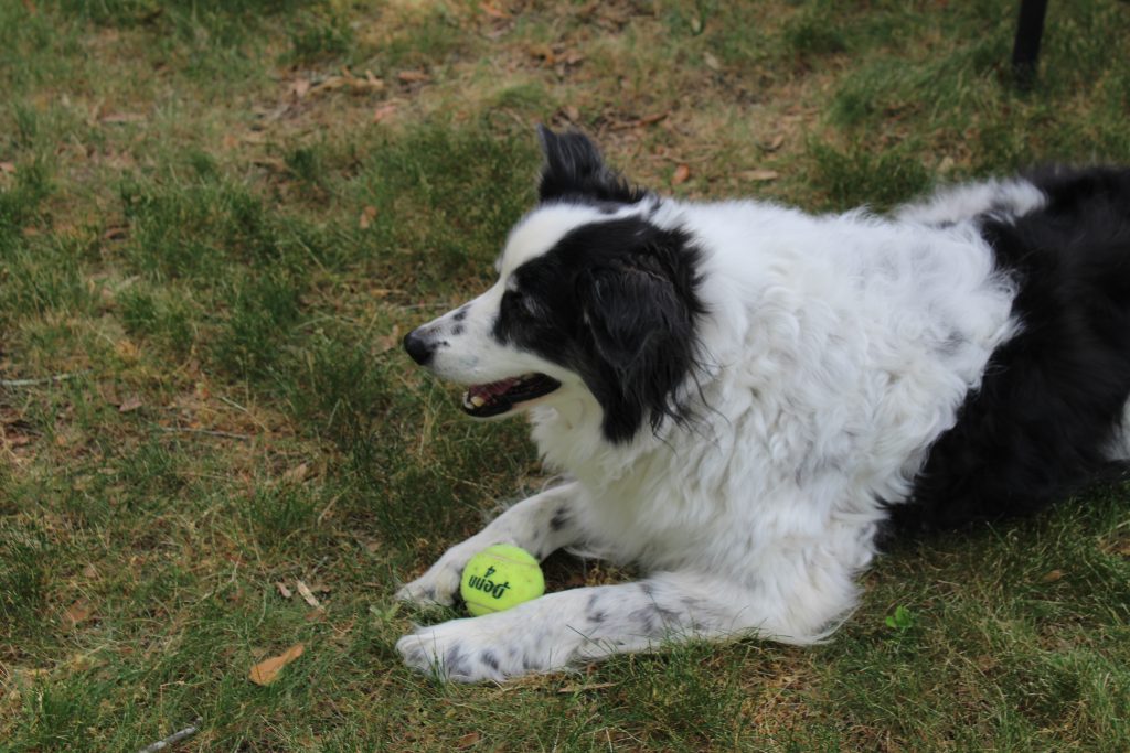 Helping senior border collies live their best lives possible - Gazette ...