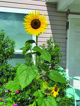 Need a little sunshine? - Gazette Journal