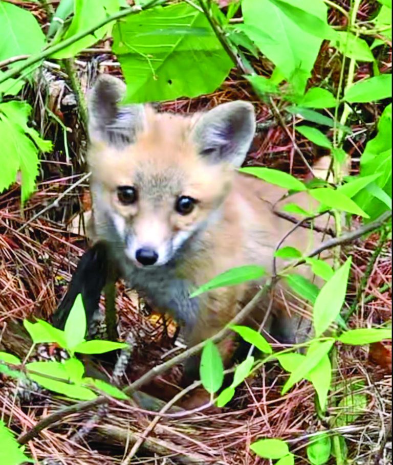 Fox baby - Gazette Journal