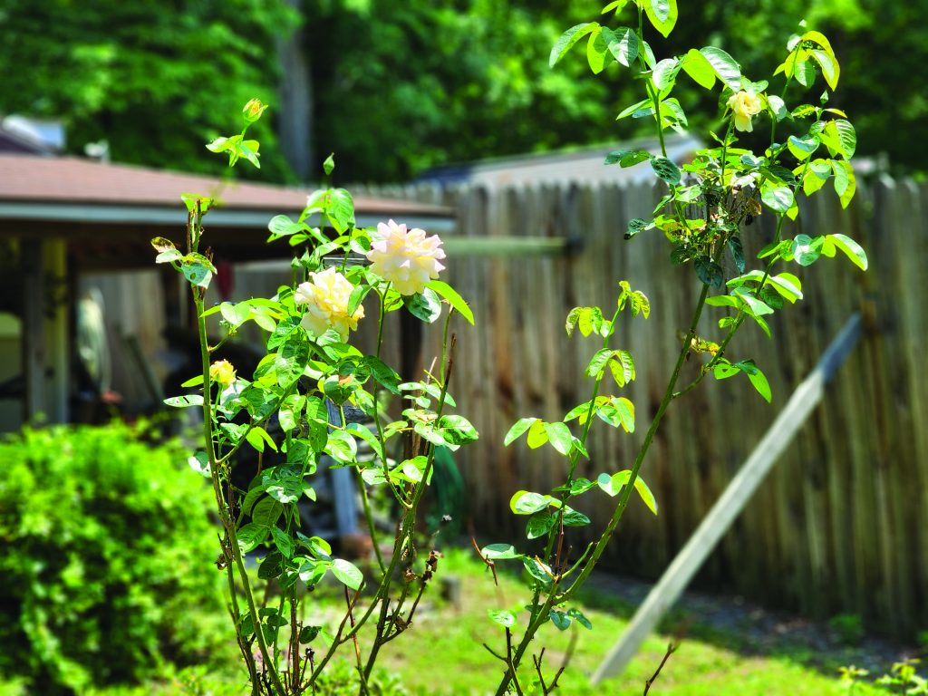 As summer begins - Gazette Journal