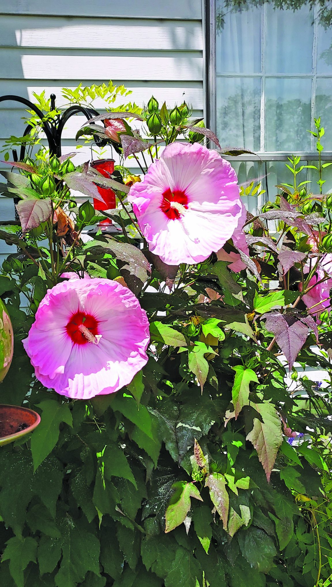 Flora and fauna - Gazette Journal