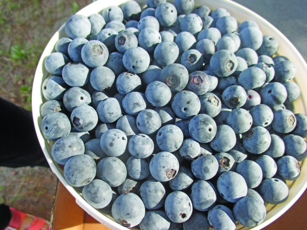 Native blueberries almost a perfect food - Gazette Journal