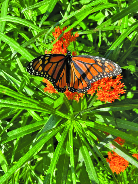 Surrounded by beauty - Gazette Journal