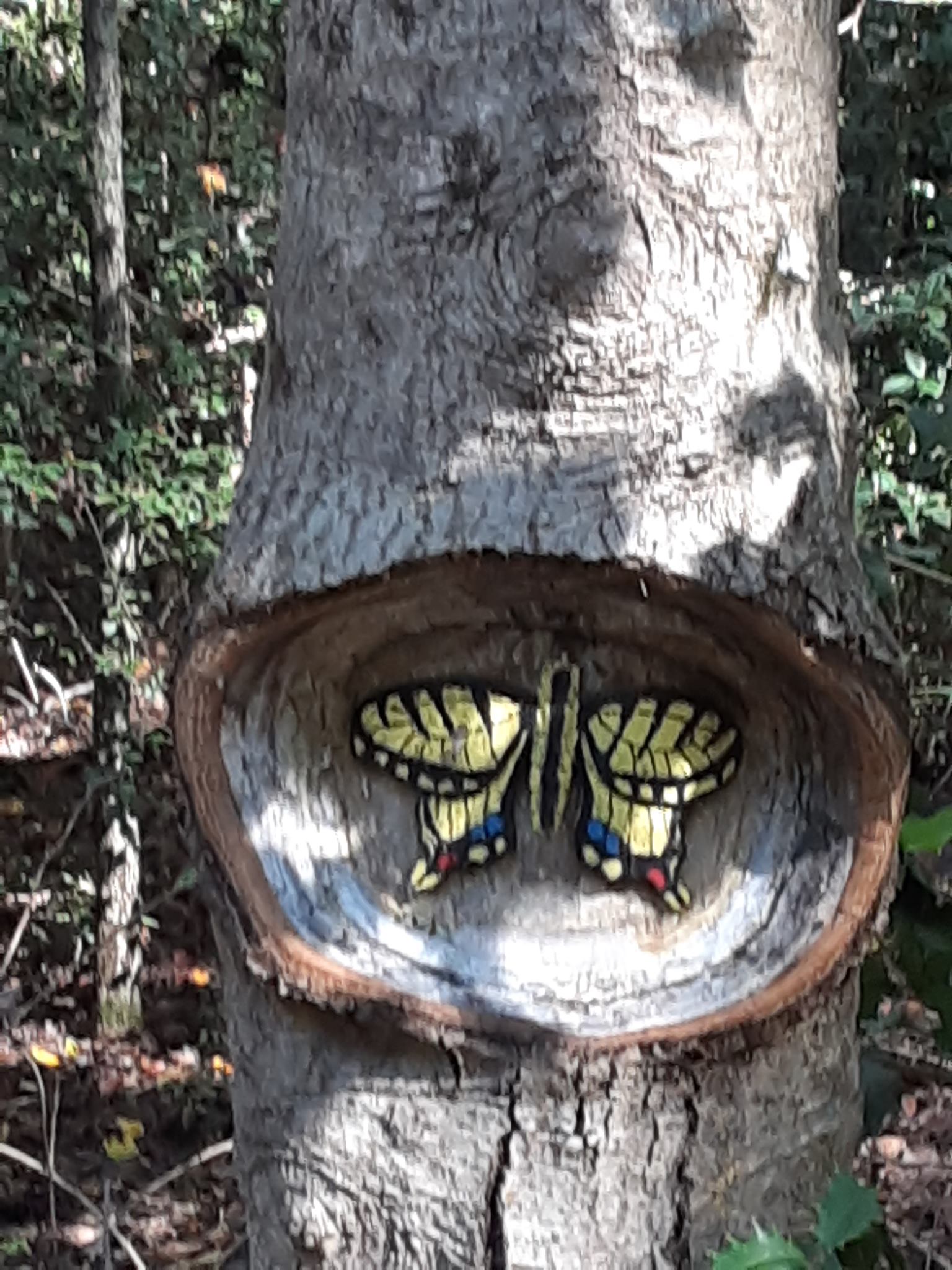 An Enchanted Forest - Gazette Journal