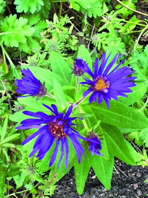 Wings and petals and more - Gazette Journal