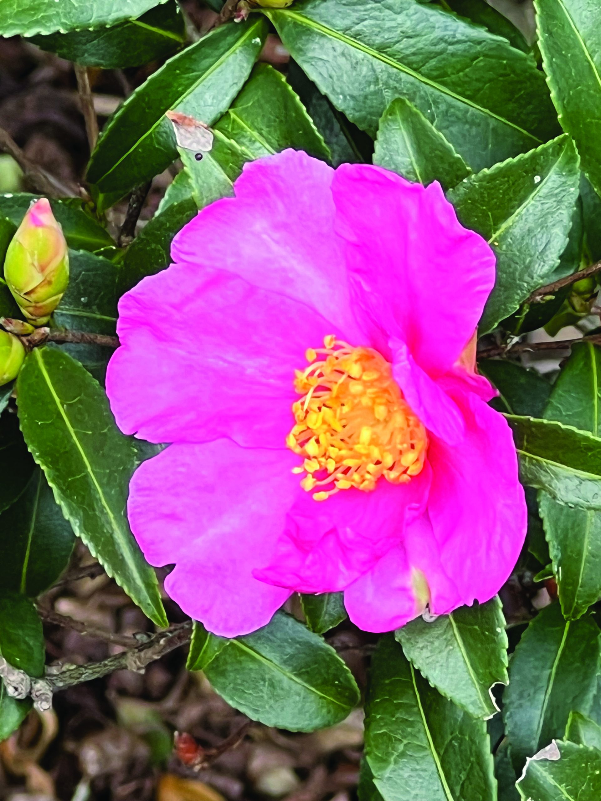 Lingering lovelies - Gazette Journal