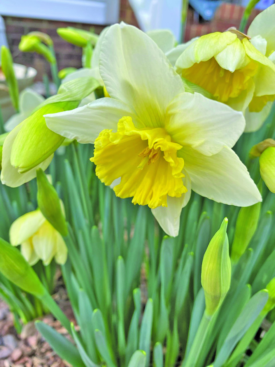 When daffodils abound... - Gazette Journal