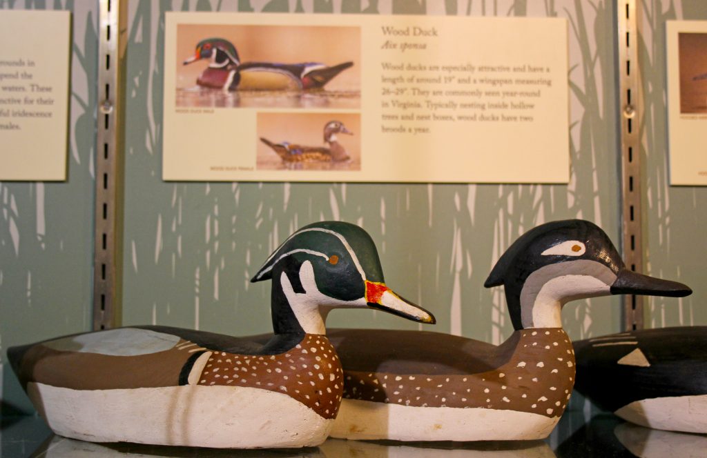 Gloucester artisan’s carved waterfowl on display at museum - Gazette ...