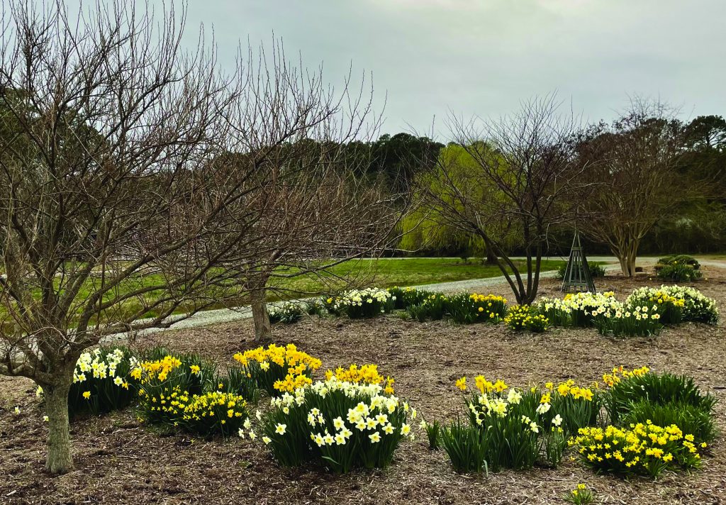 Splendor - Gazette Journal