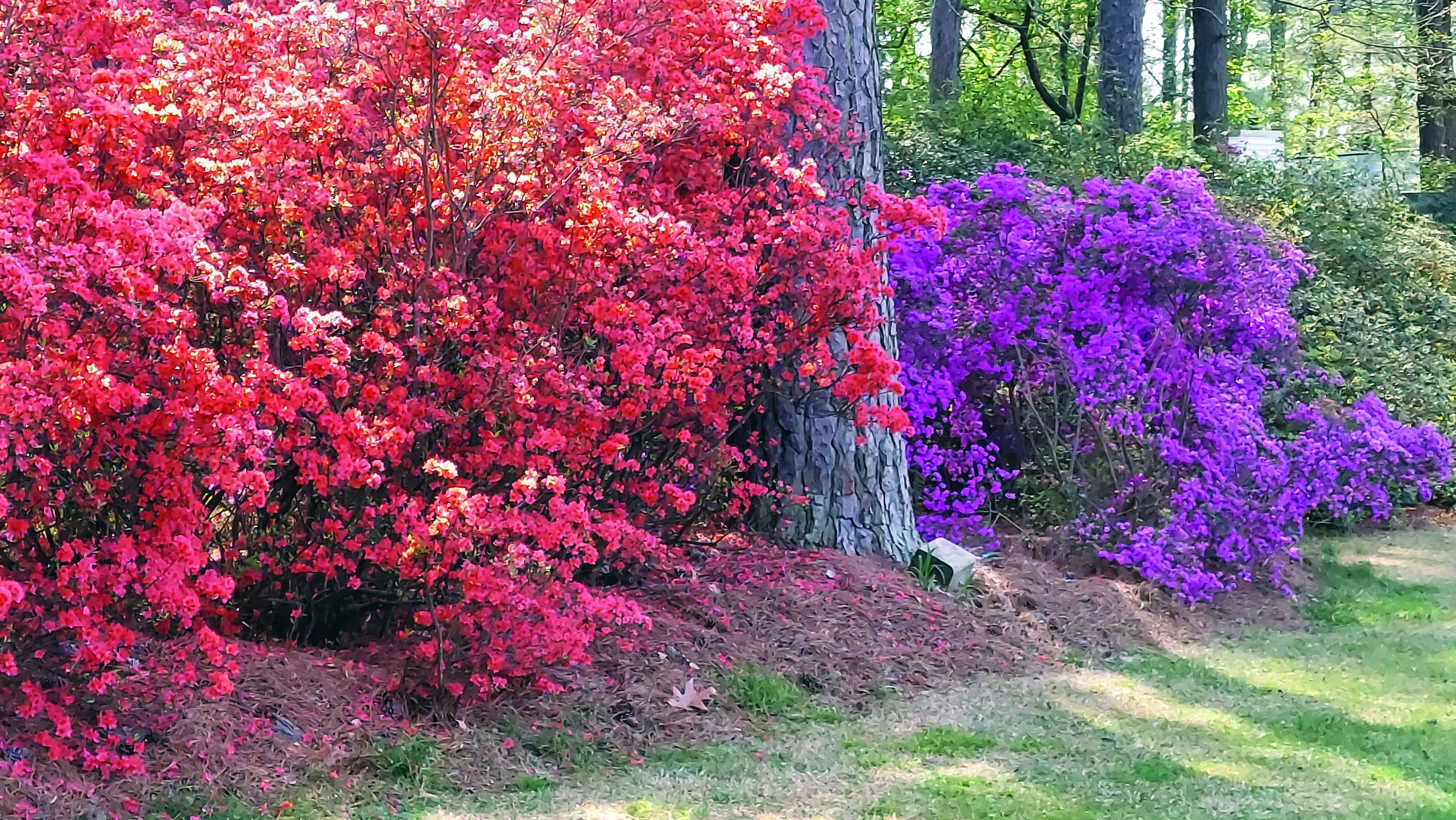 Spring unfolds - Gazette Journal