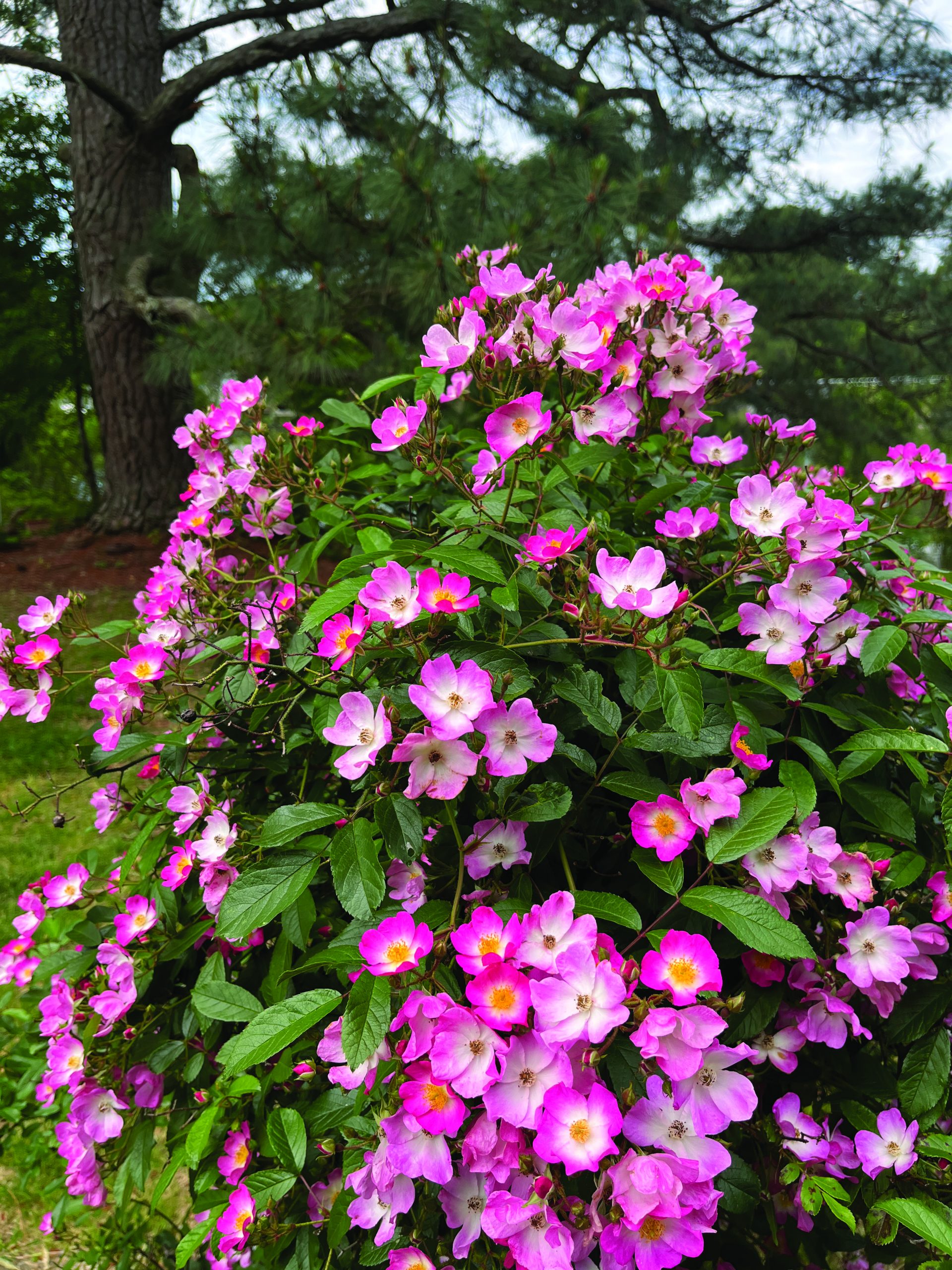 Got flowers? - Gazette Journal