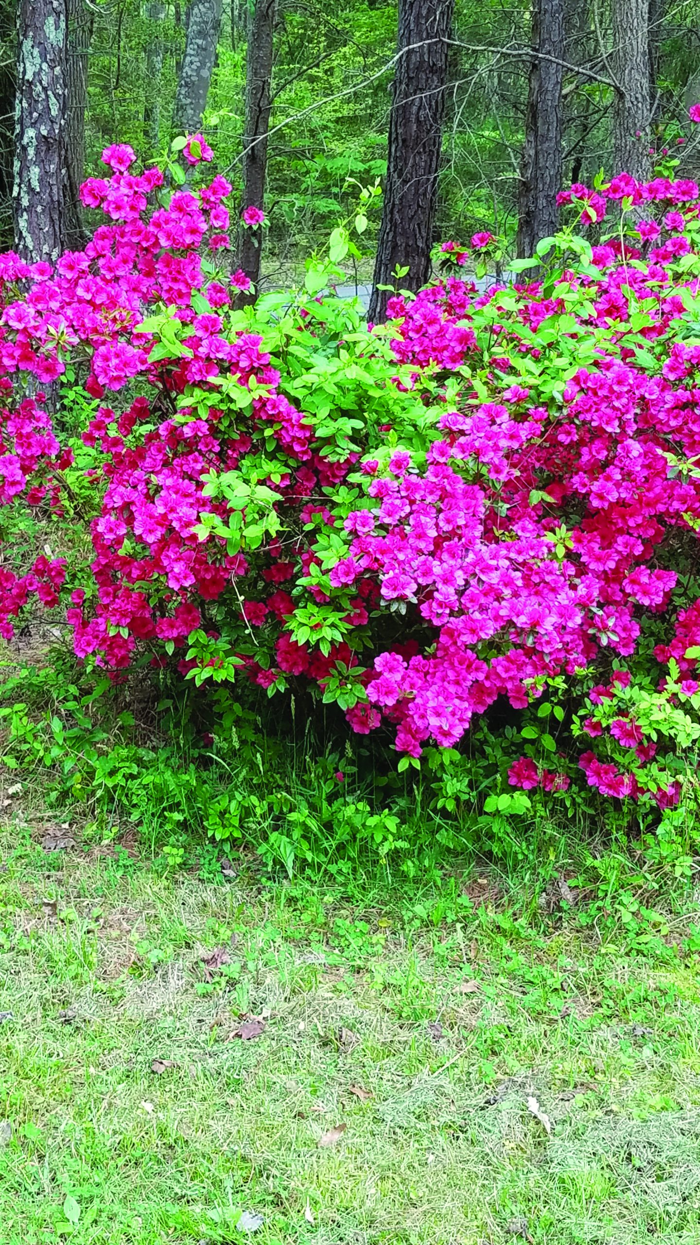 Flora galore - Gazette Journal