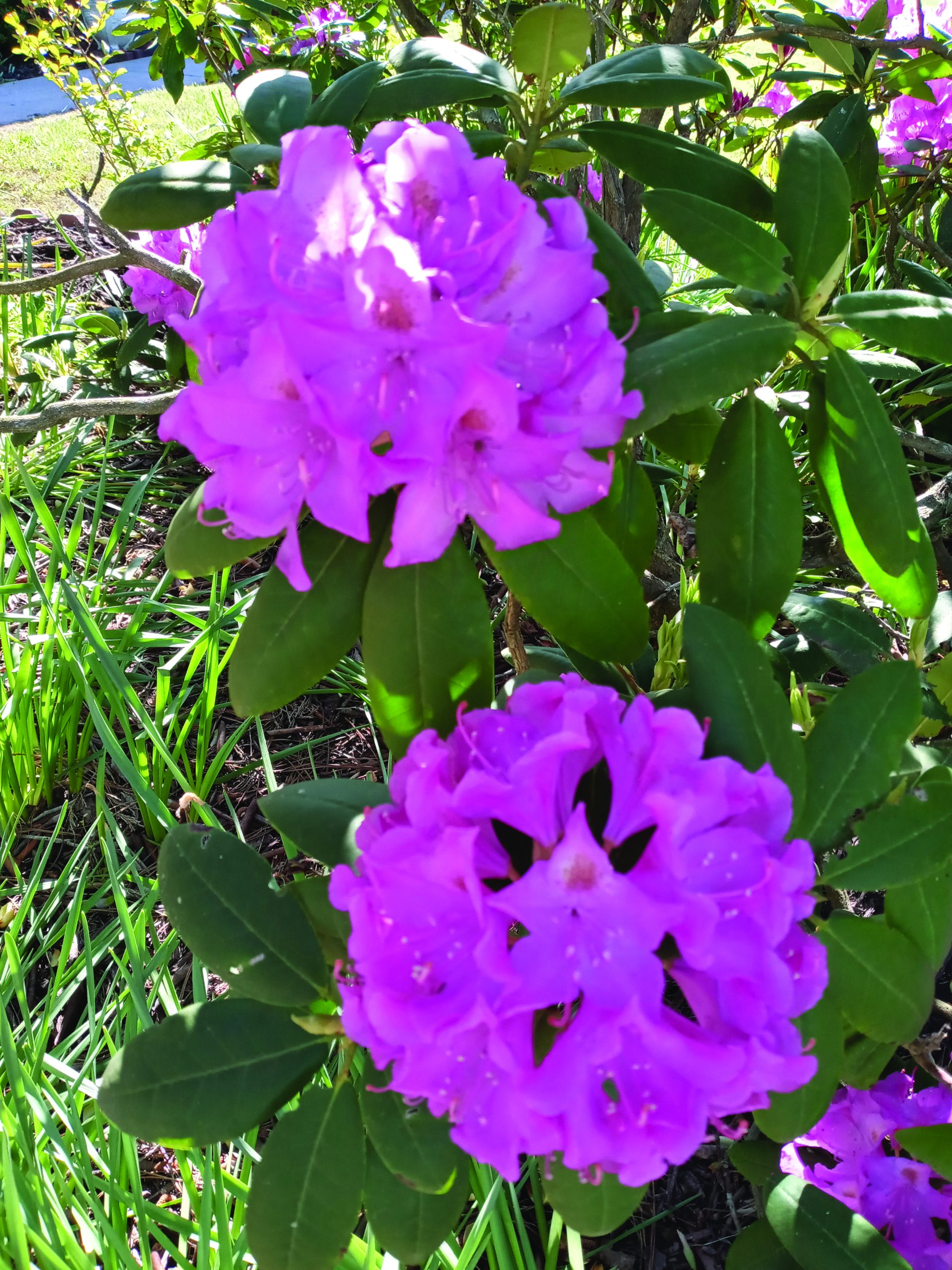 Seeing red... - Gazette Journal