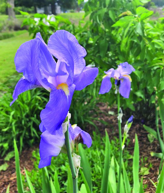 Seeing red... - Gazette Journal