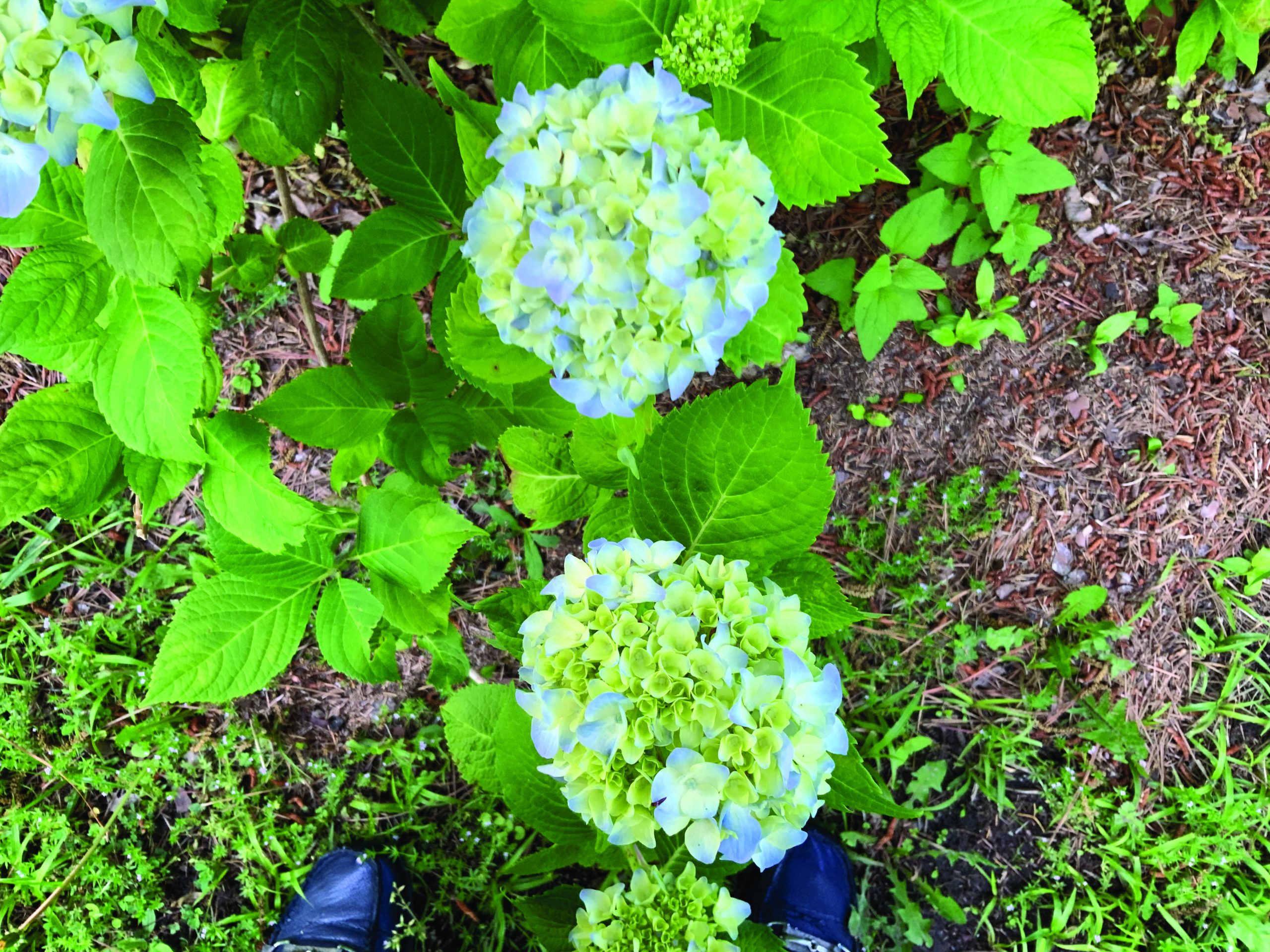 Got flowers? - Gazette Journal