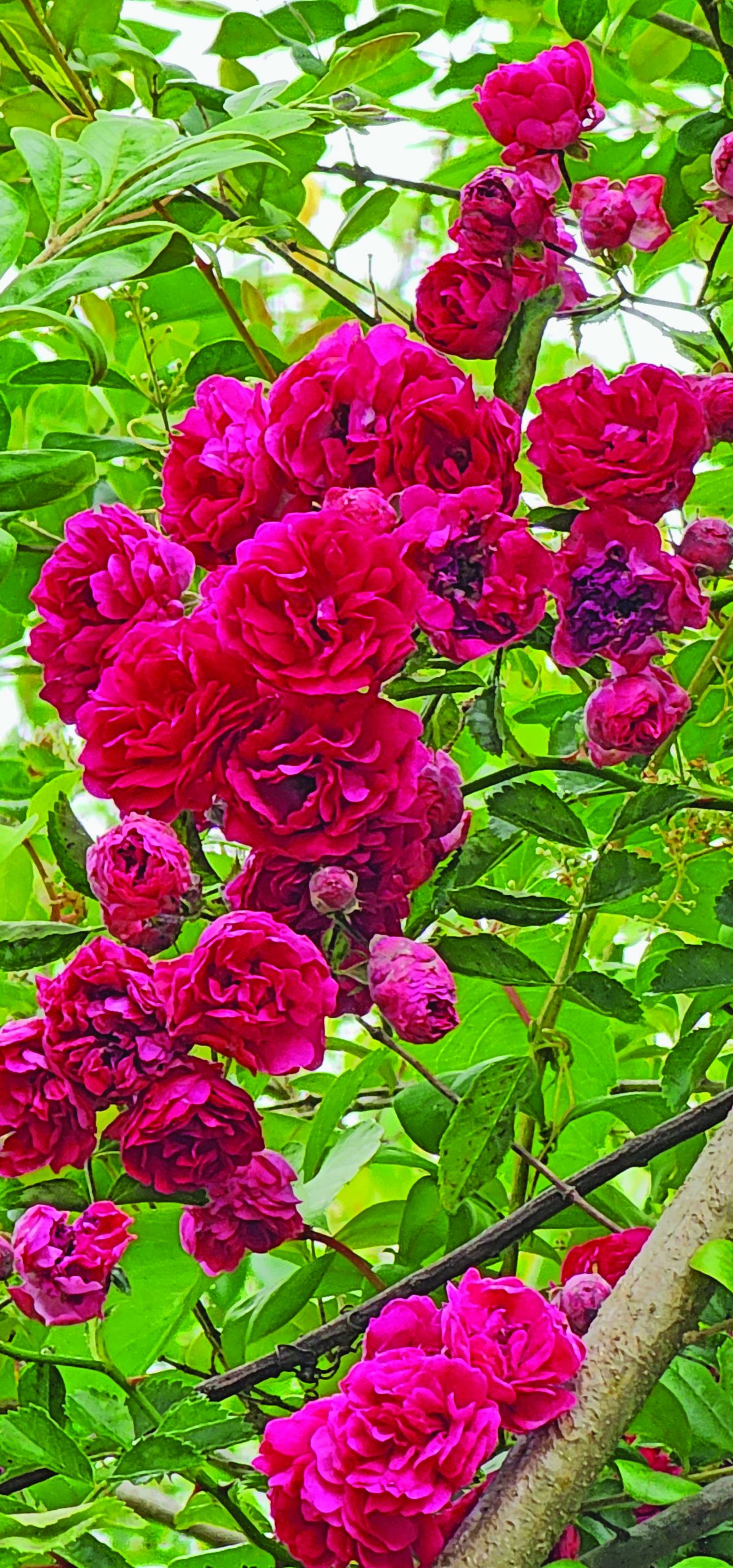 Beautiful stories and vistas - Gazette Journal