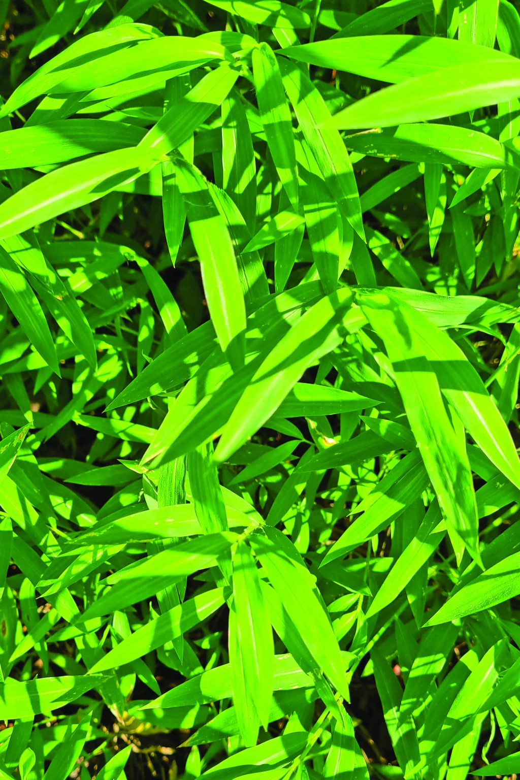 Japanese Stiltgrass Revisited - Gazette Journal