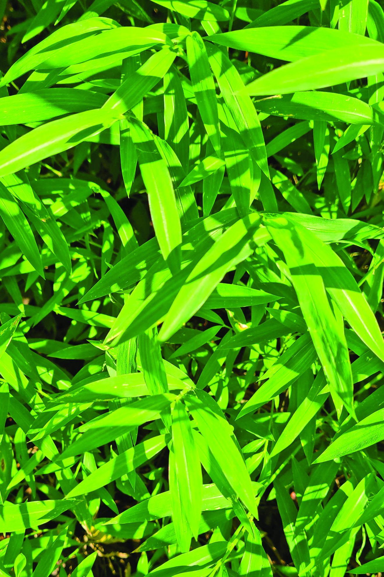 Japanese Stiltgrass Revisited - Gazette Journal