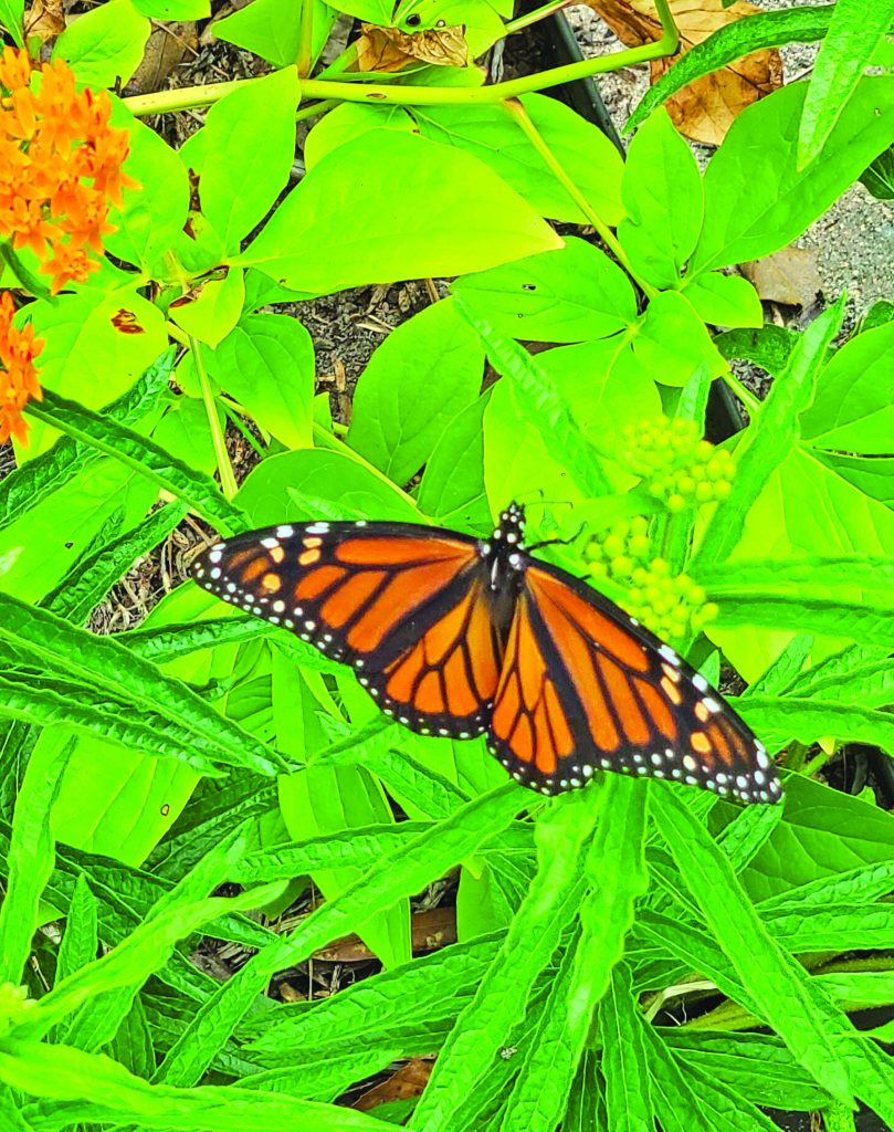 Find Pleasure in Your Garden - Gazette Journal