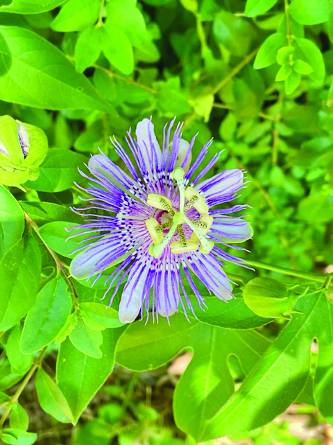 Must-haves - Gazette Journal