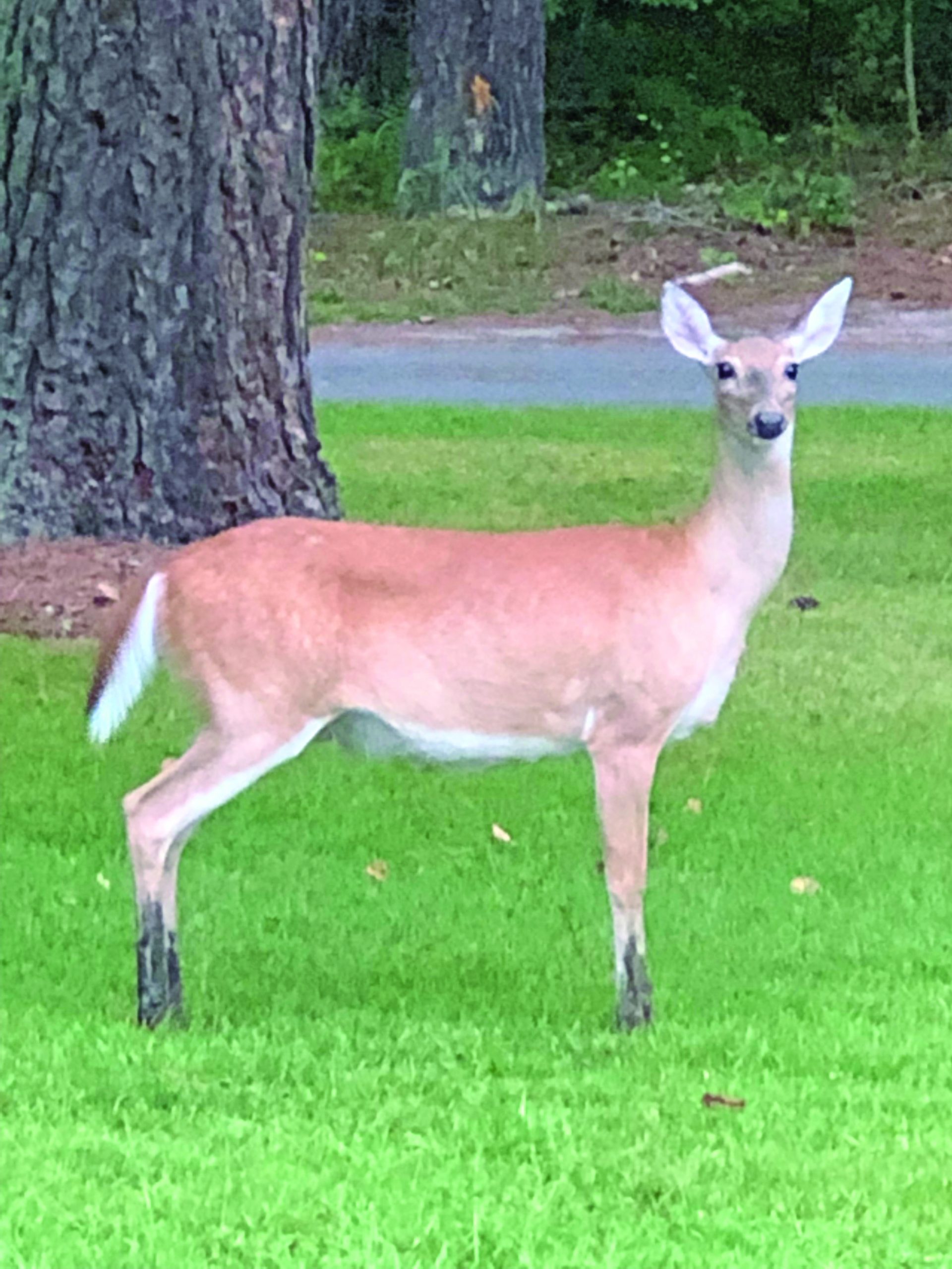 Assorted views - Gazette Journal