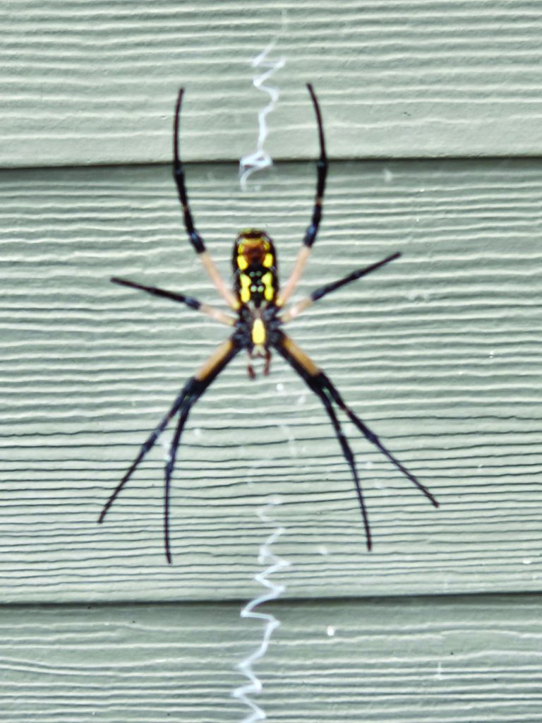 Spiders can be beautiful - Gazette Journal